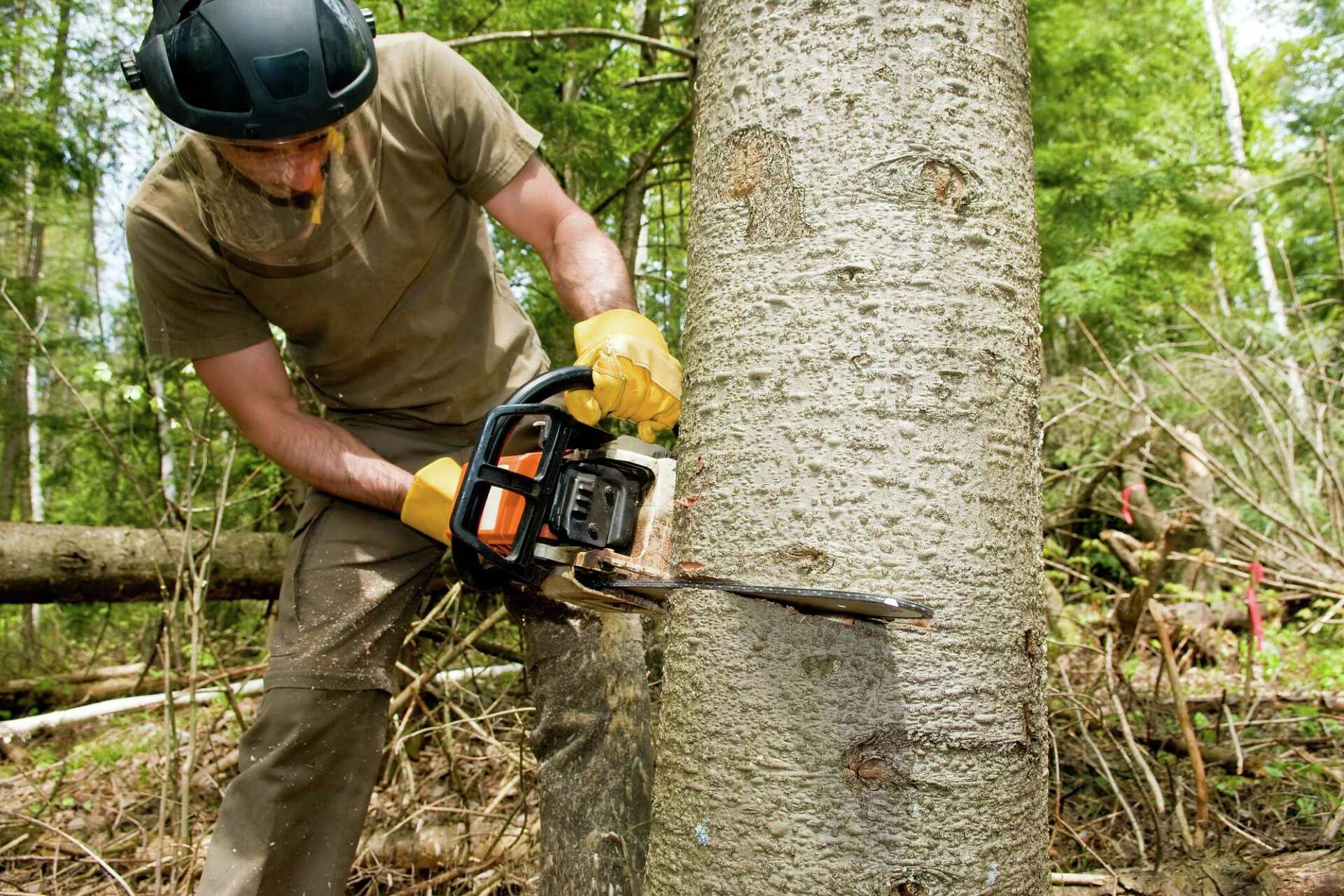 Proper Tree Cutting Procedures