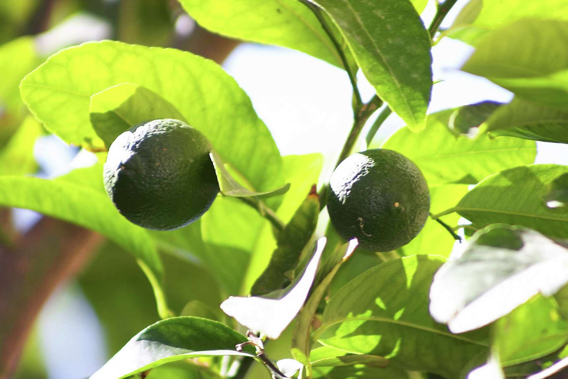 Recommended and Required Nutrients for Citrus Trees