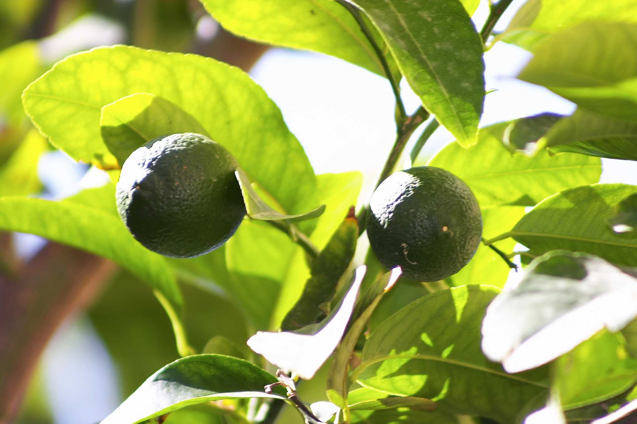 Recommended and Required Nutrients for Citrus Trees