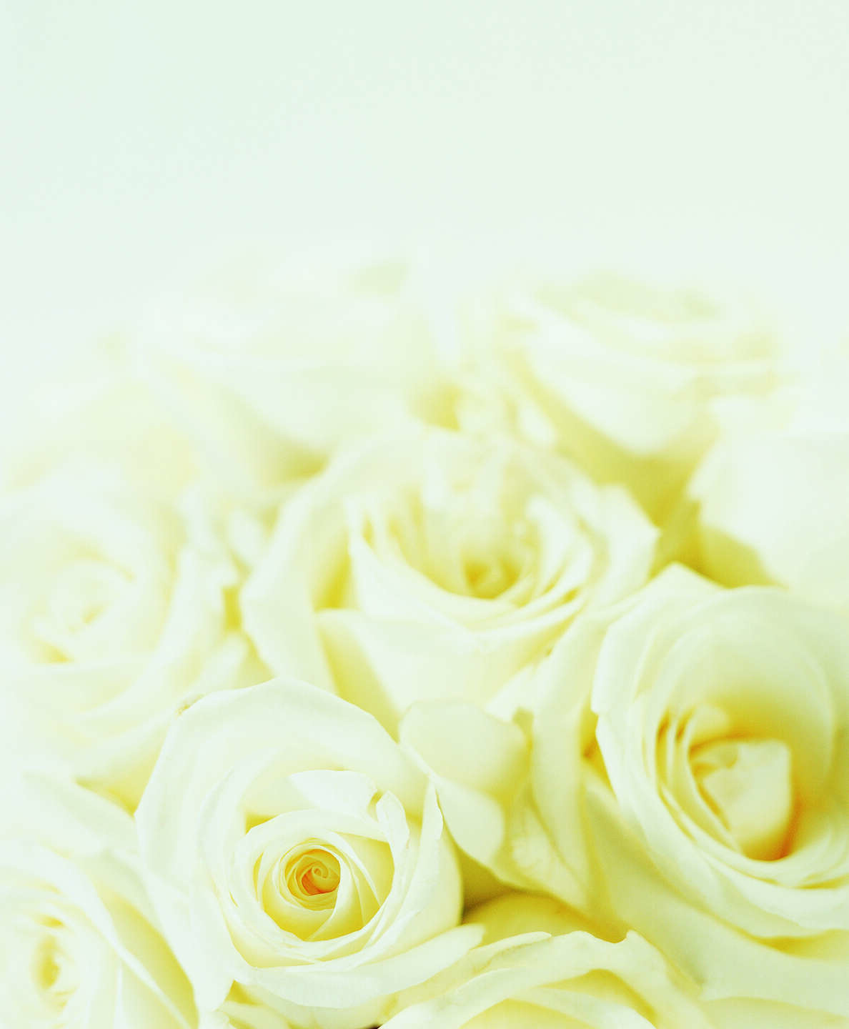 Facts About the Hybrid Tea Rose Pascali