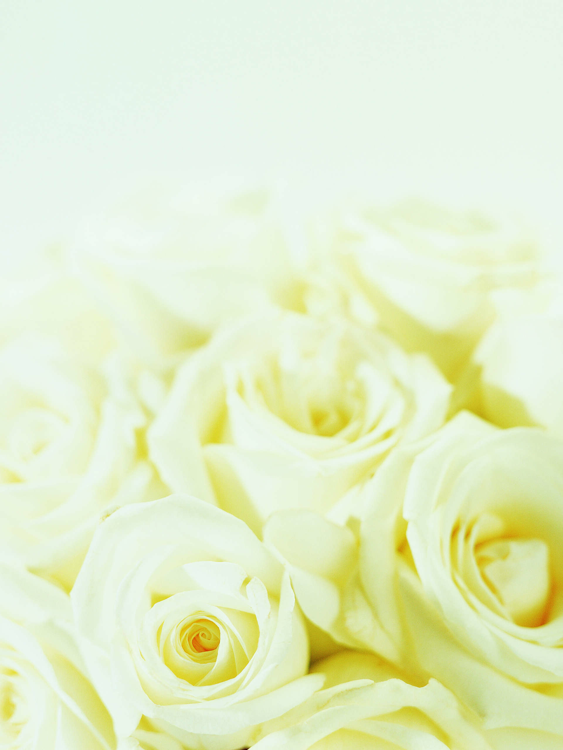 Facts About the Hybrid Tea Rose Pascali