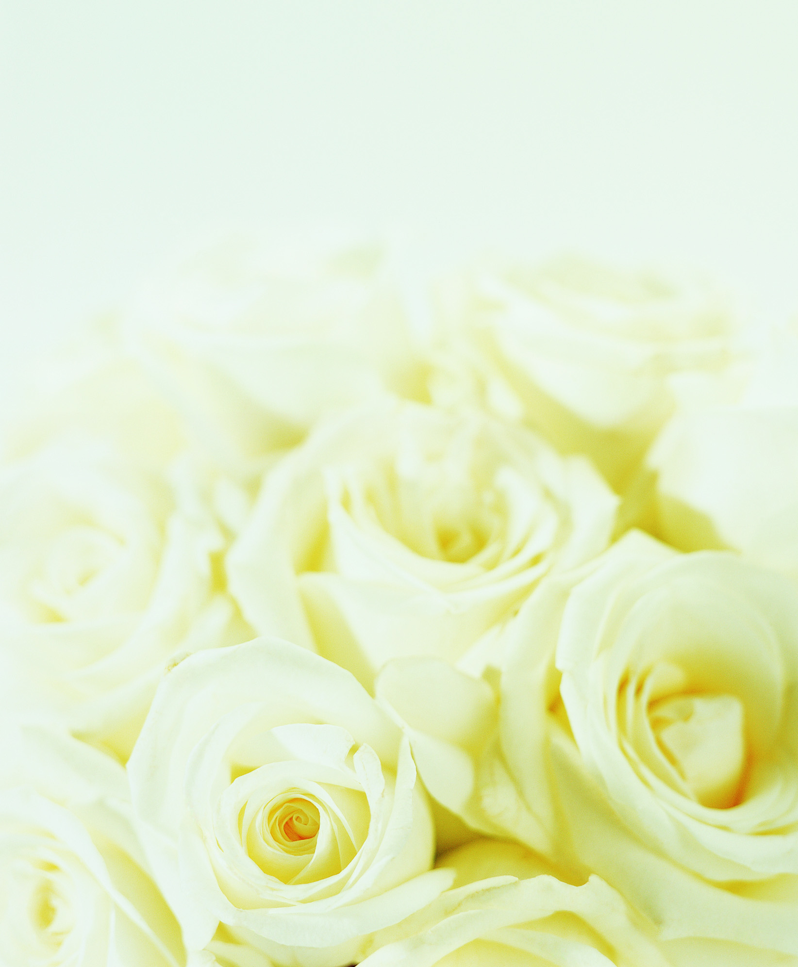 Facts About the Hybrid Tea Rose Pascali