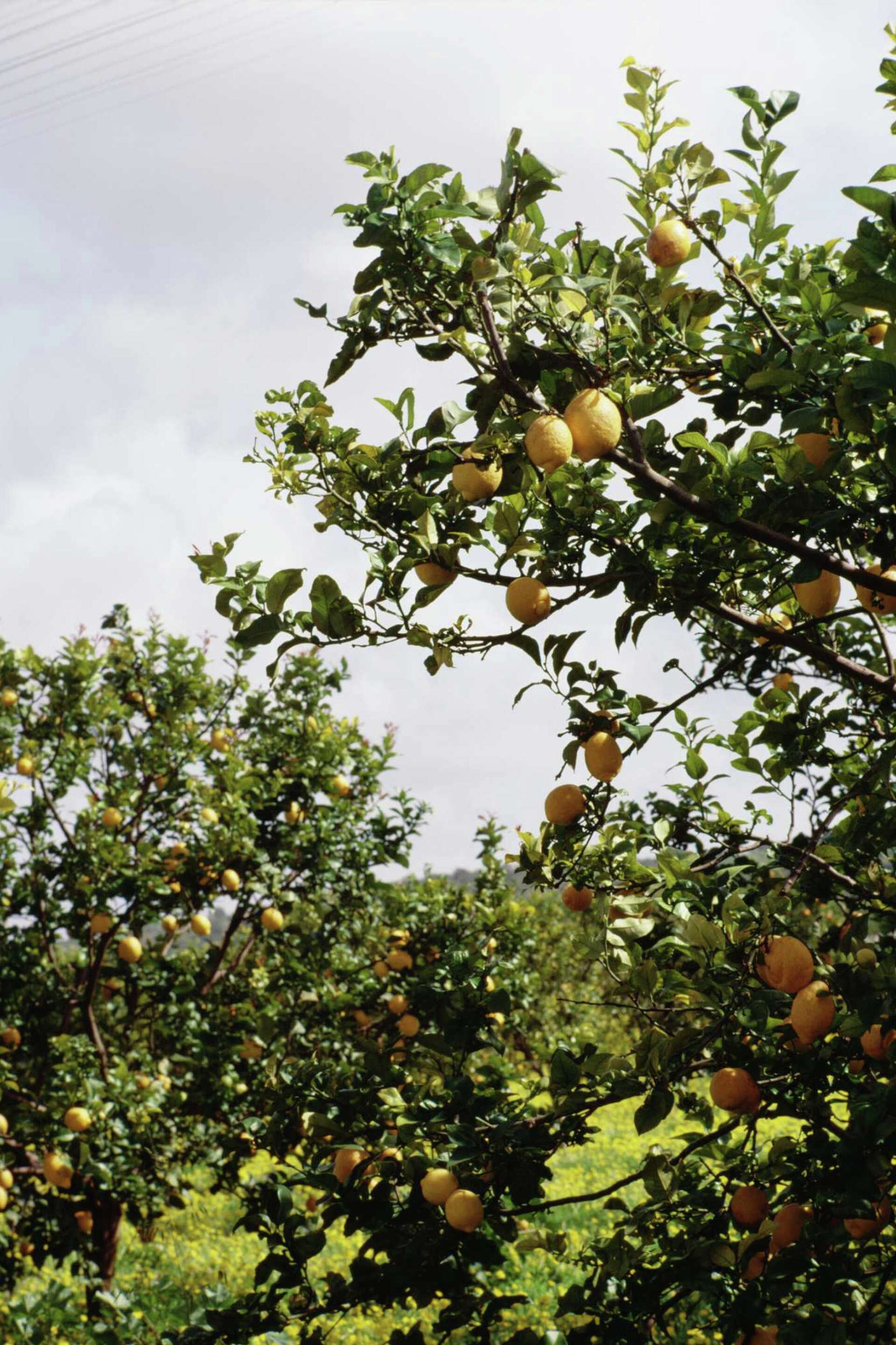 How to Recover Frozen Lemon Trees