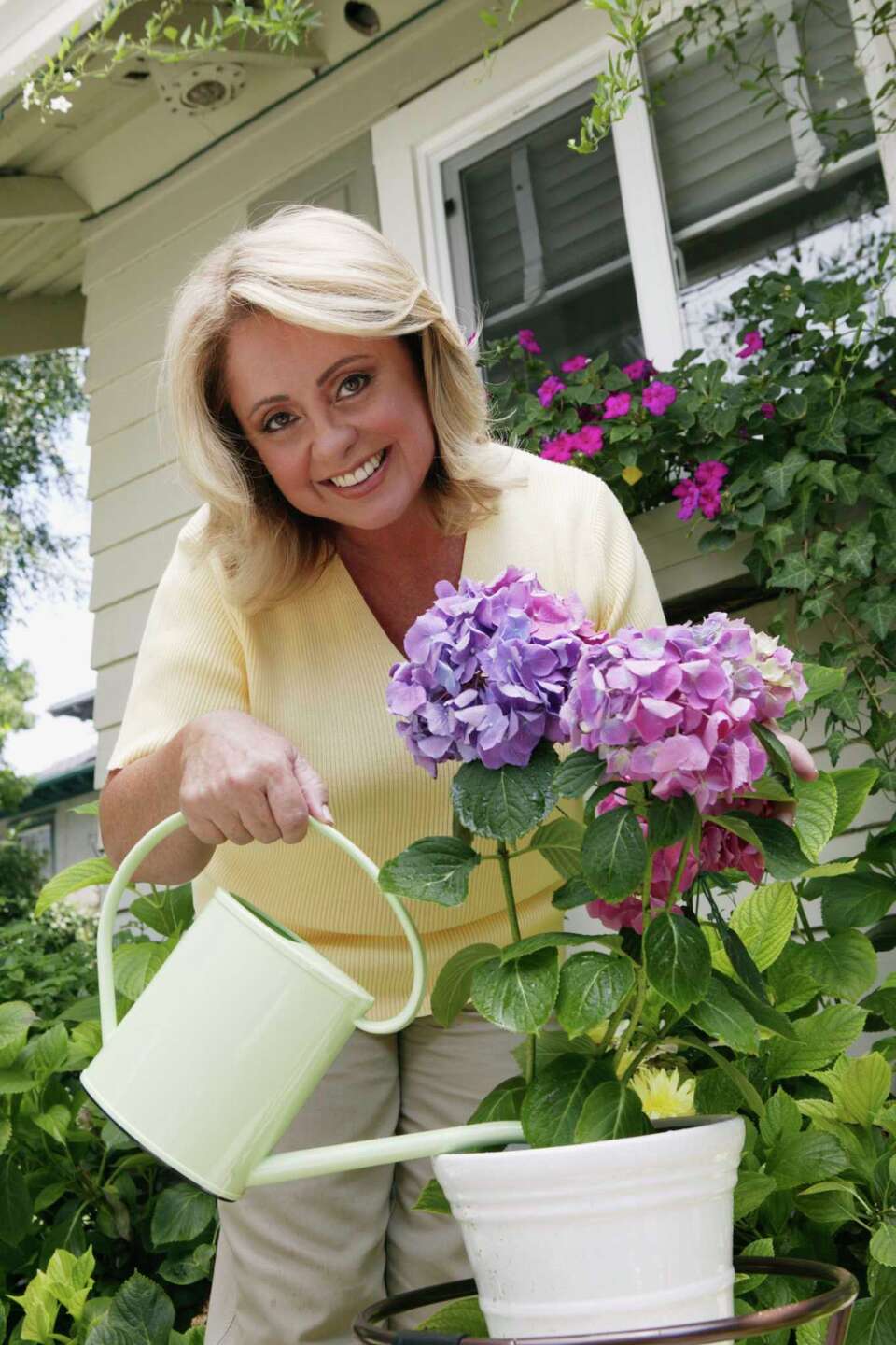 Rhododendron vs. Hydrangea