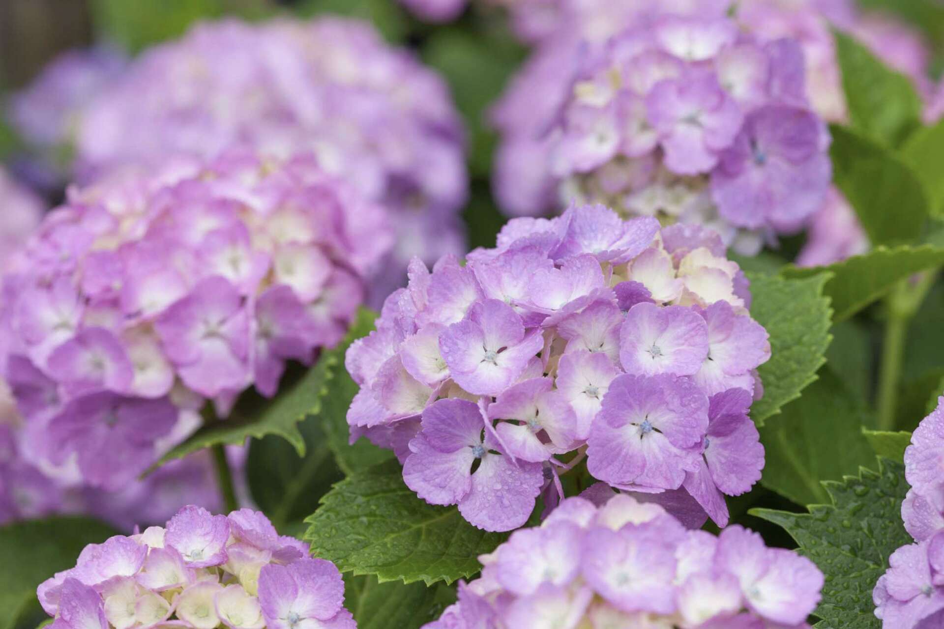 Do Most Hydrangeas Need to Be Planted in Partial Shade?