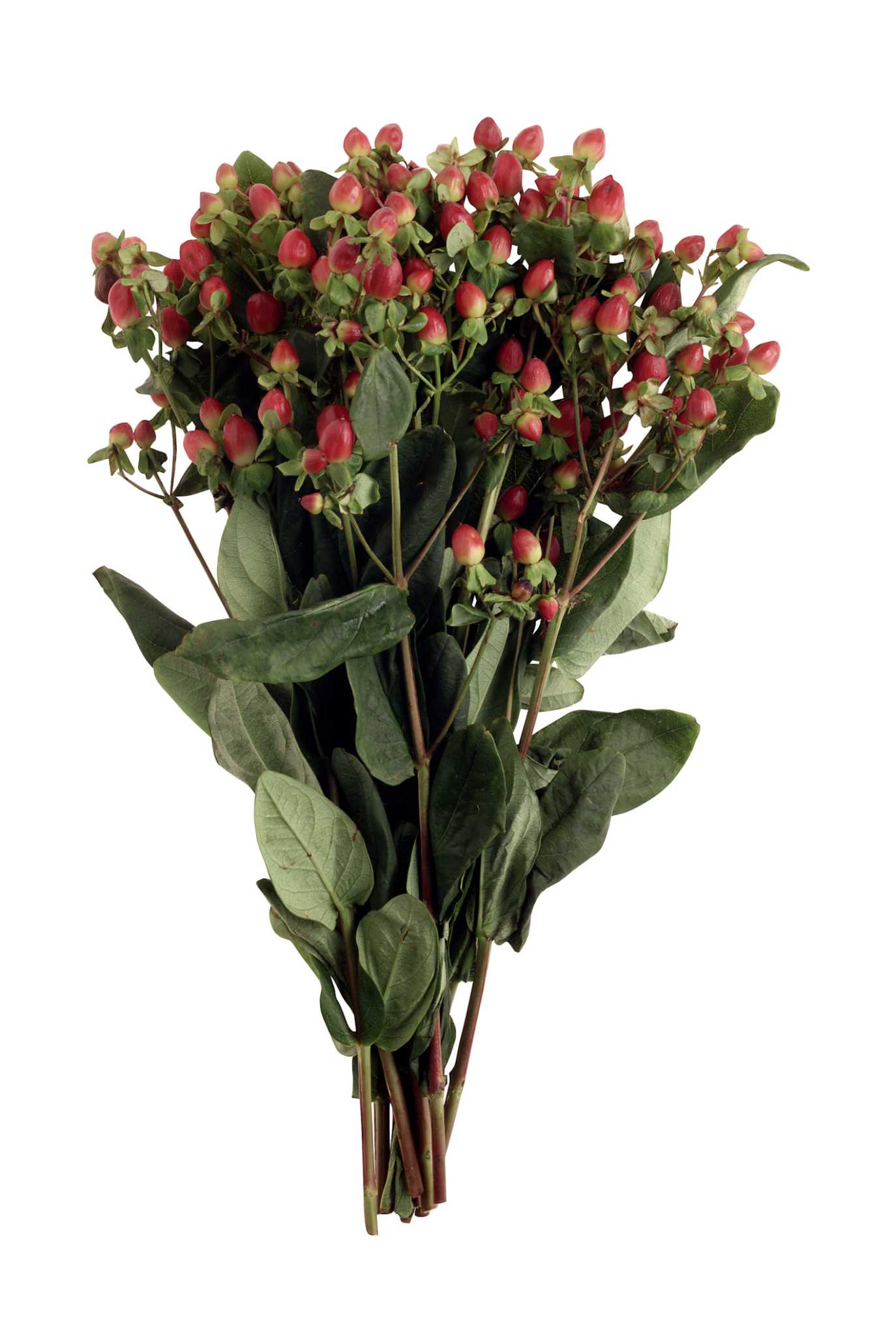 Hypericum Propagation