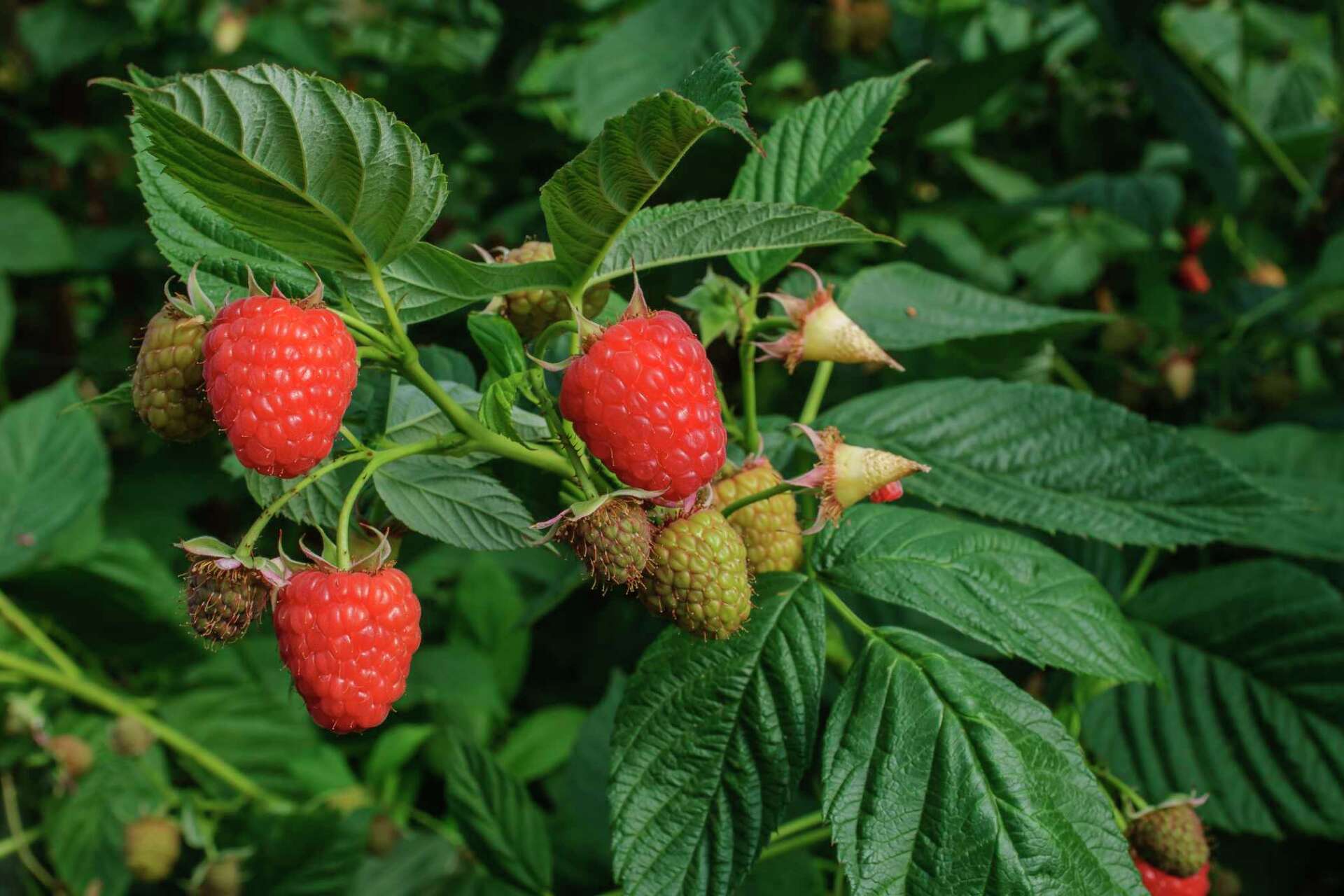 Ideal Growing Conditions for Raspberry Plants