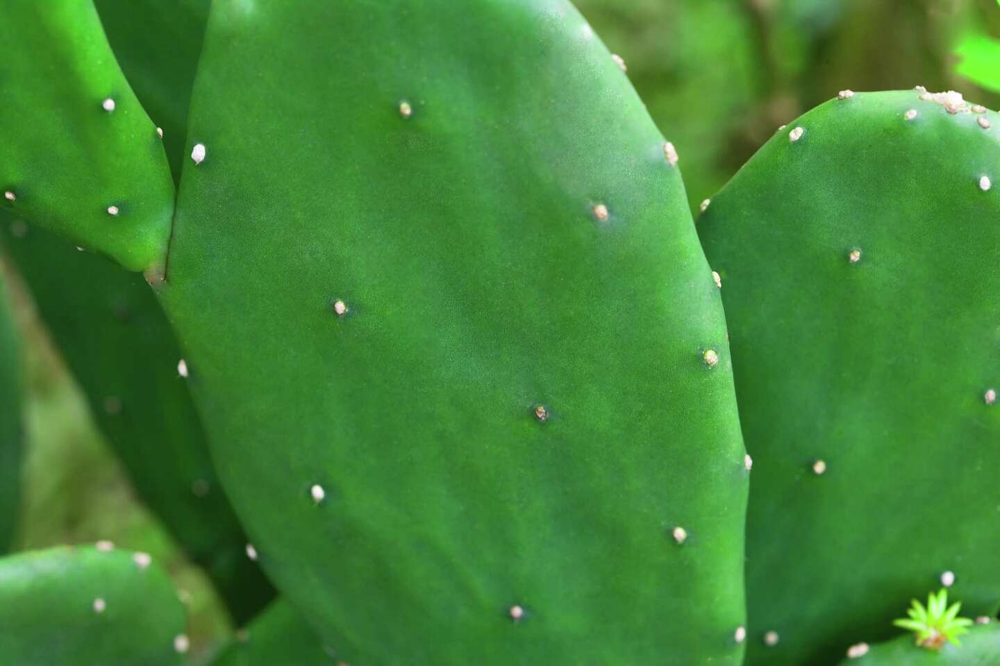 Nopal Cactus Parasites