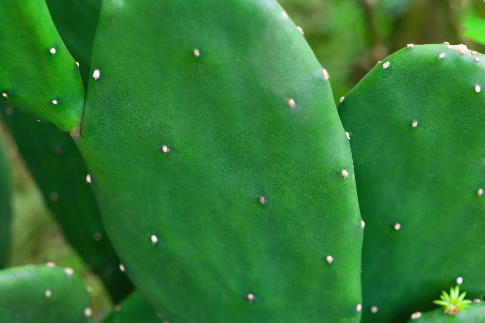 Nopal Cactus Parasites