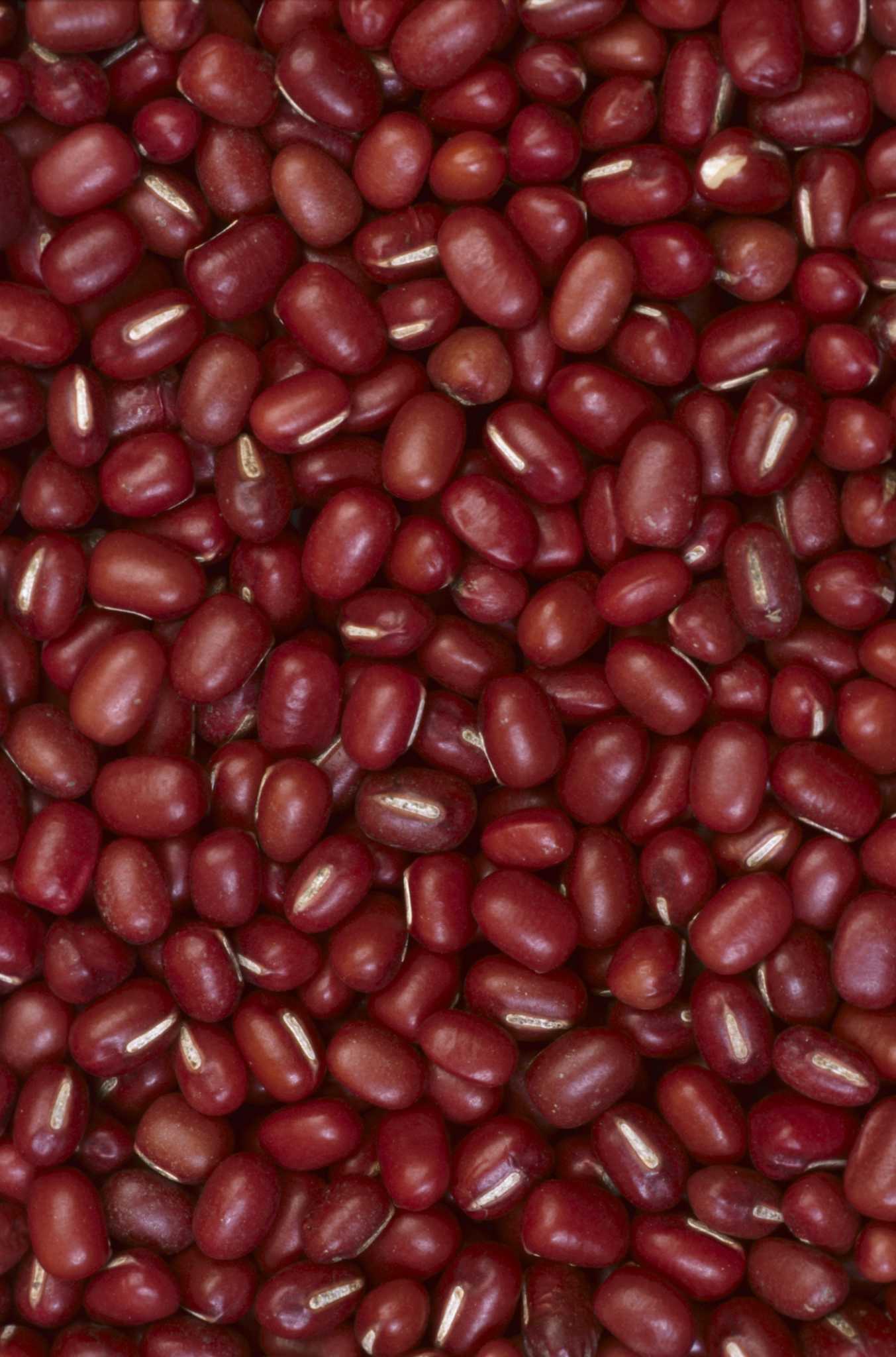 When Do Red Beans Get Harvested?