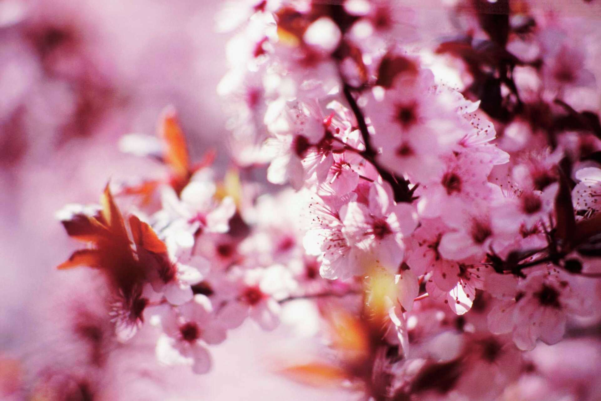 Sand Cherry Diseases