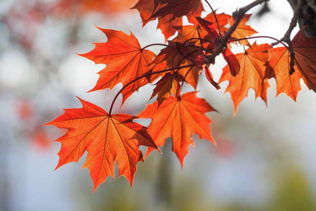 Red Maple Tree Varieties
