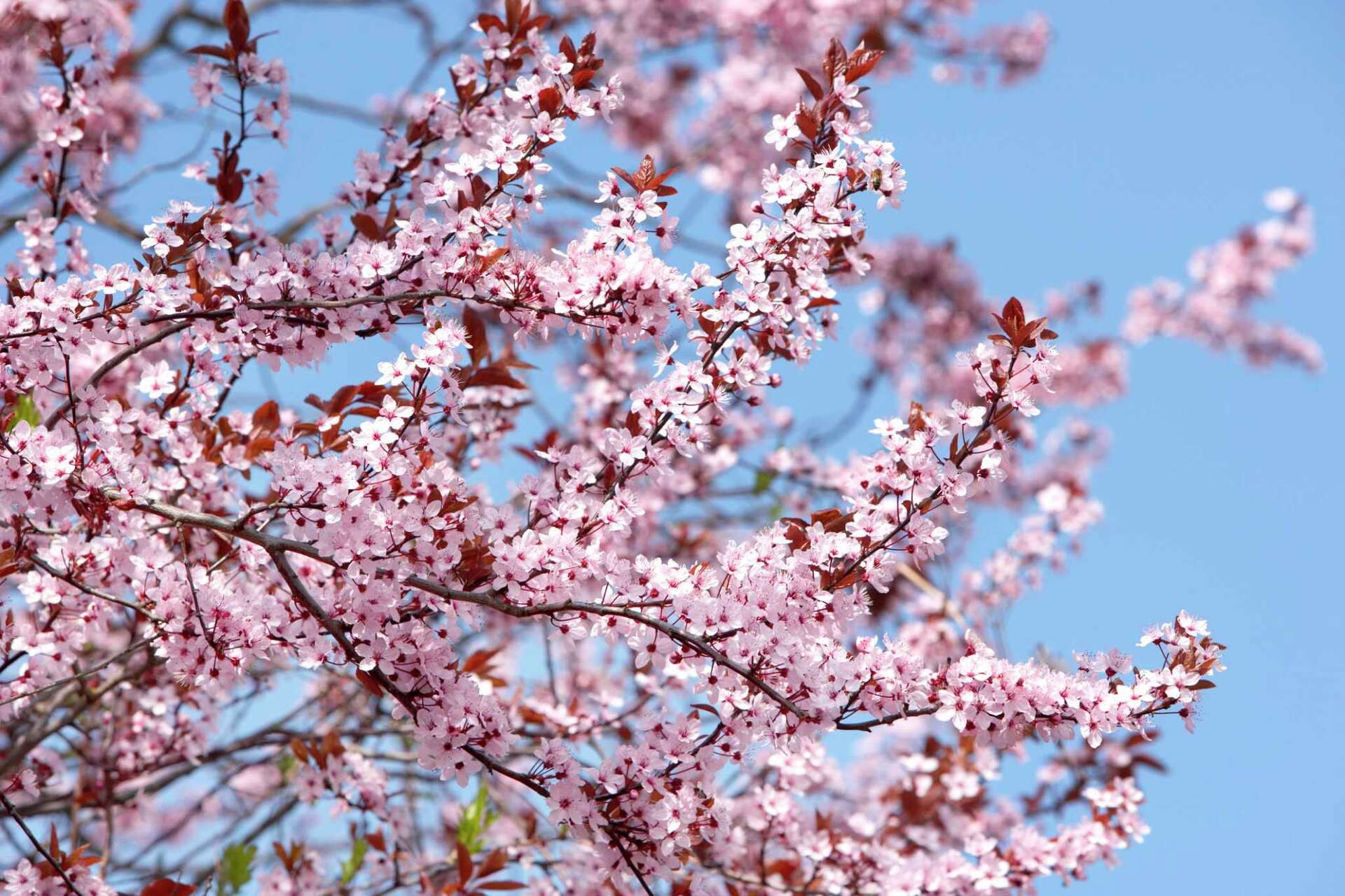 Identification Guide for Cherry Trees