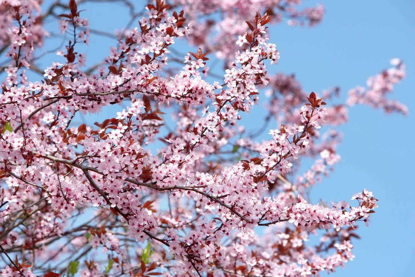Identification Guide for Cherry Trees