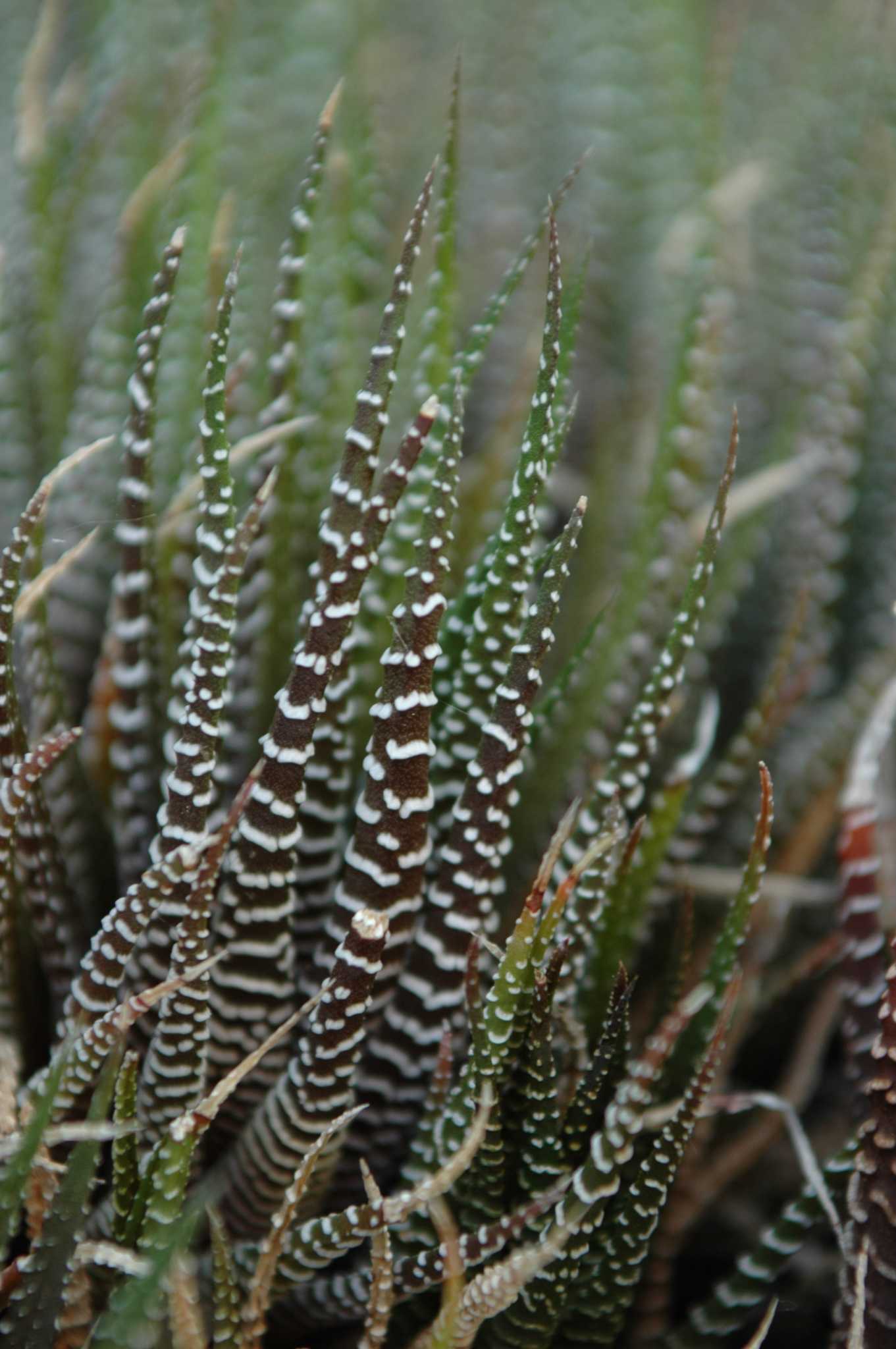 The Identification of Haworthia Attenuata Plants