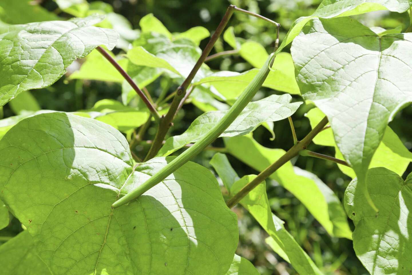 Identification of Trees With Long, Thin, Cylindrical Seed Pods