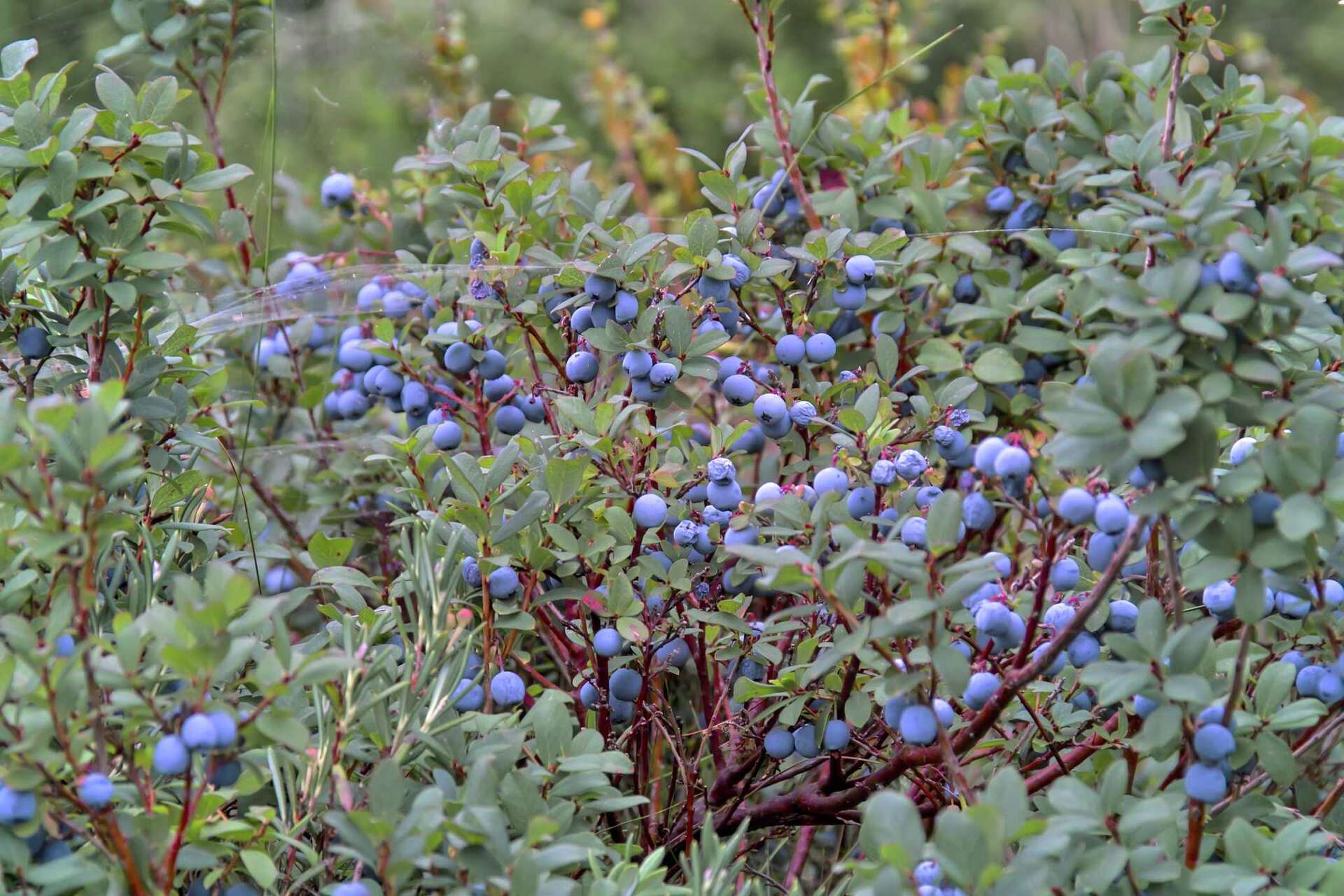 How to Identify Blueberry Bushes