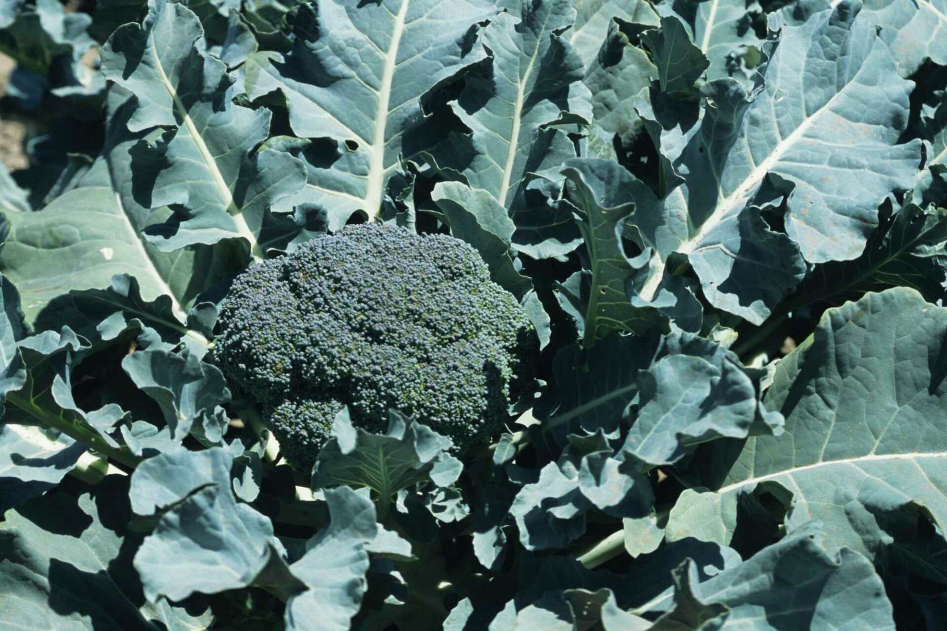How to Identify Broccoli