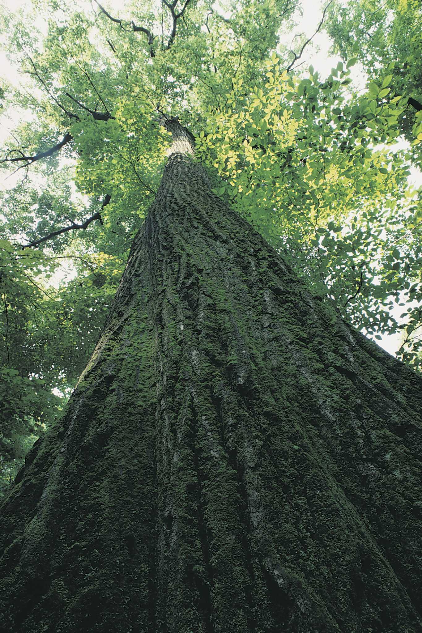 How to Identify Burl