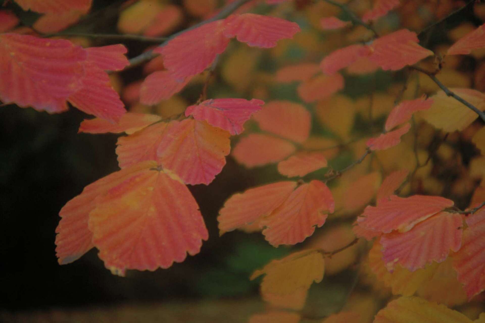 How to Identify Chinese Elm