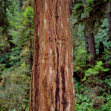 Redwood Tree Dieback