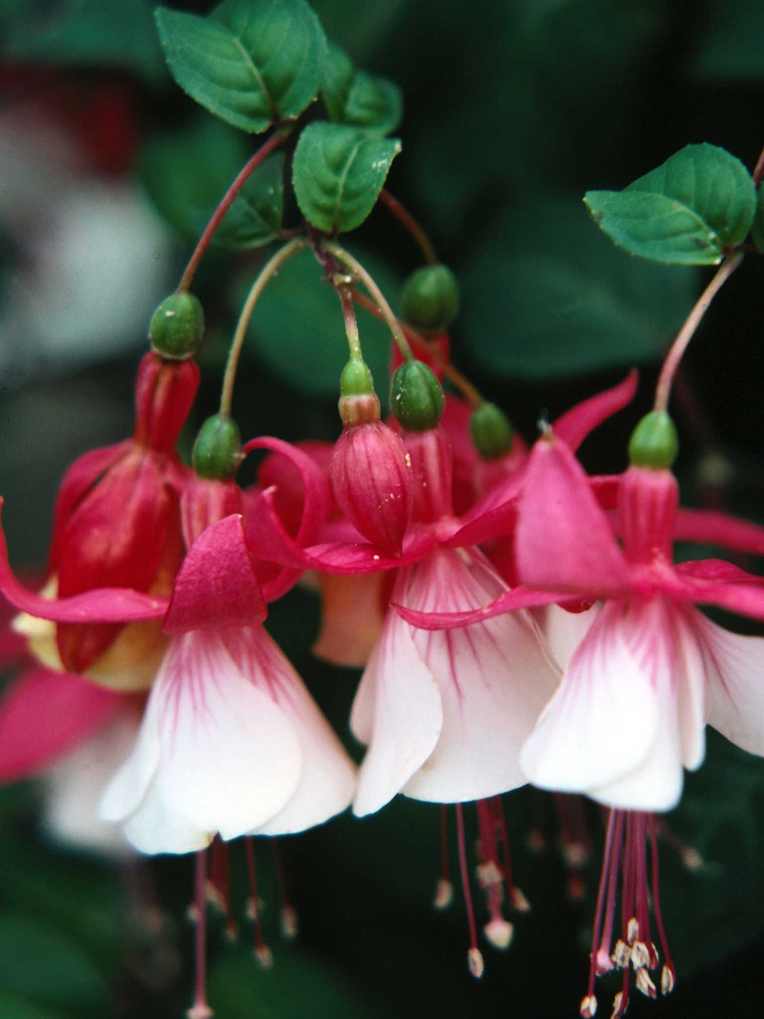 How to Identify Hardy Fuchsia