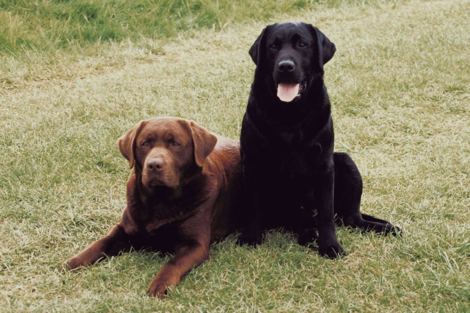 How to Identify Lawn Pests by Examining the Grass