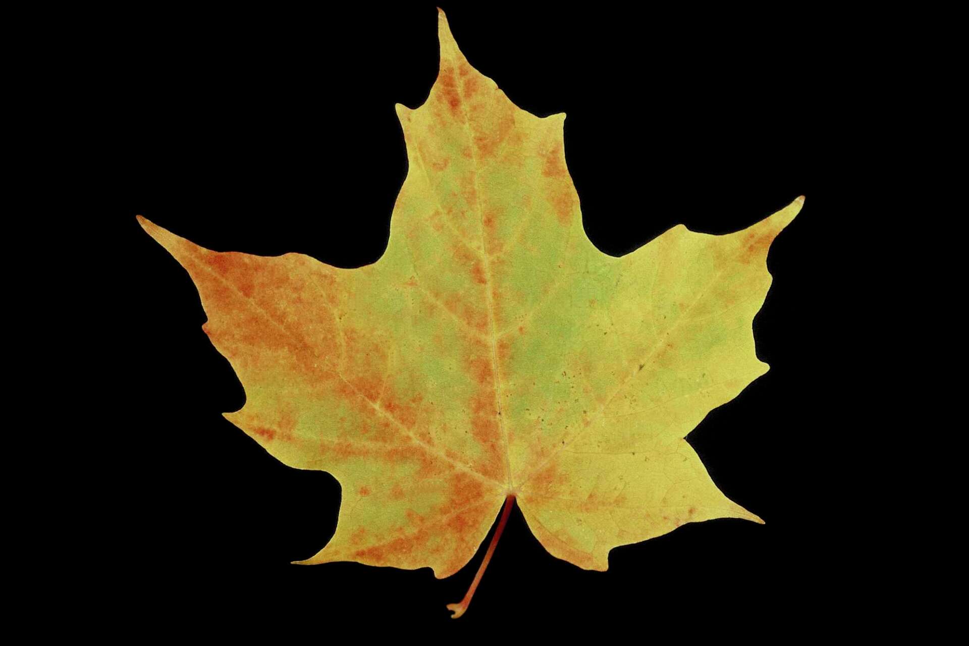 How to Identify Maple Tree Seed Sprouts