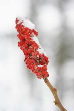 How to Prune a Staghorn Sumac