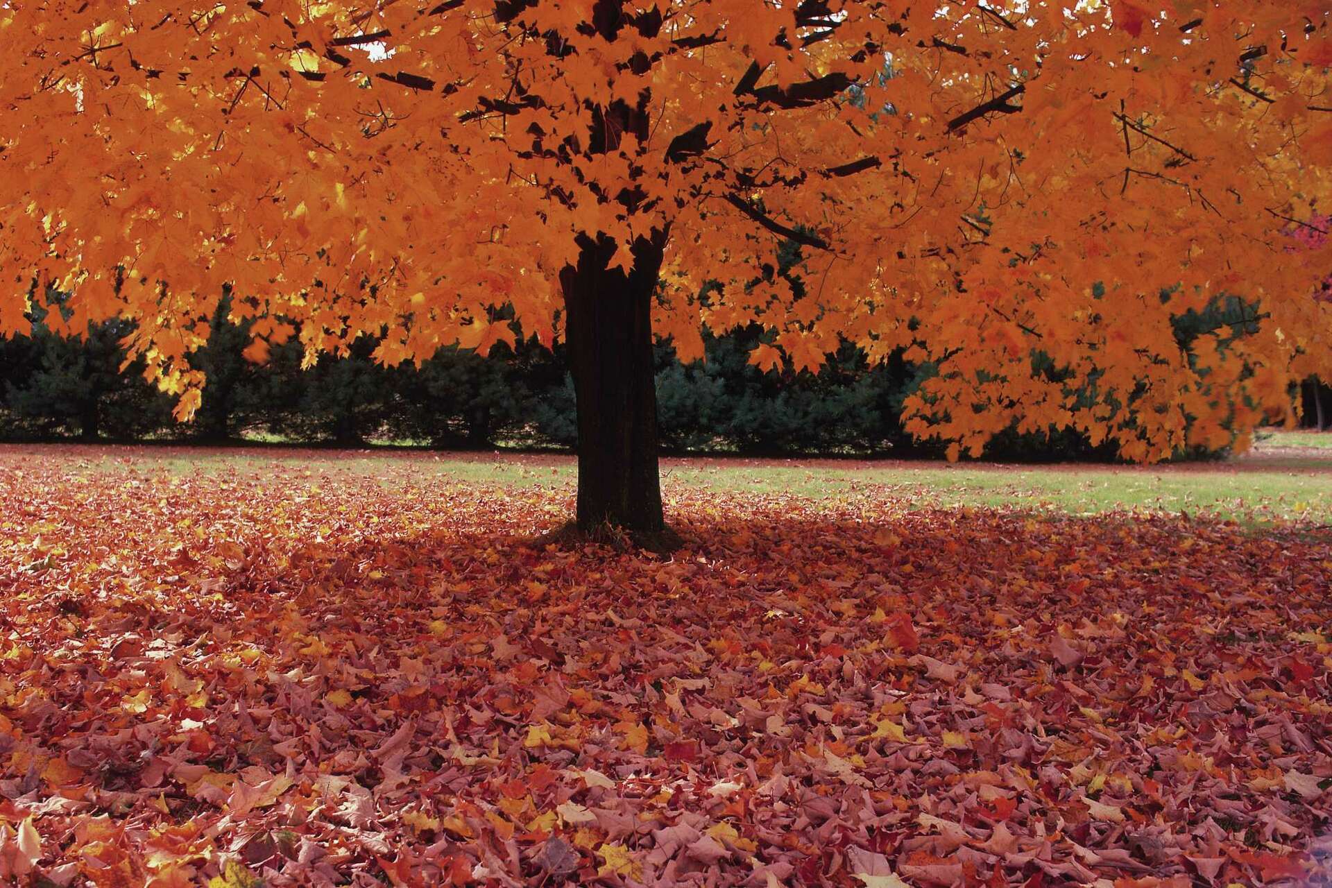Wind Damaged Maple Tree