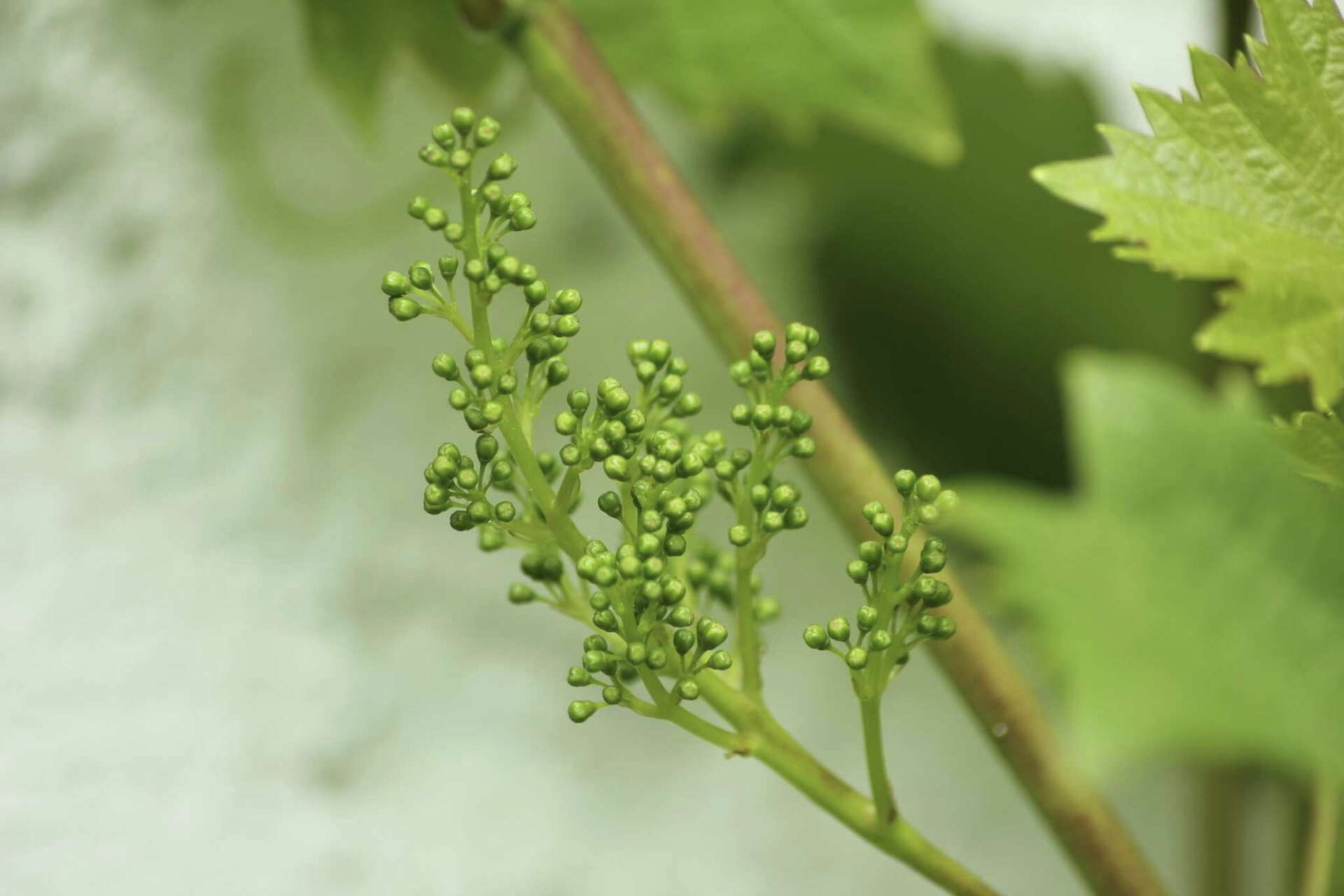 How to Increase the Size and Diameter of Table Grapes