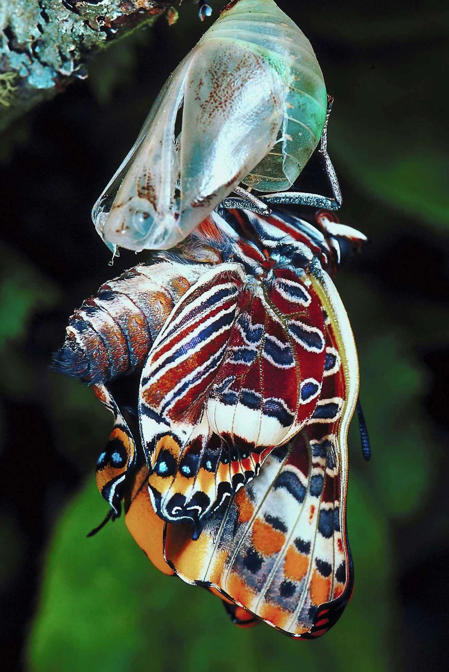 How to Re-Hang a Cocoon