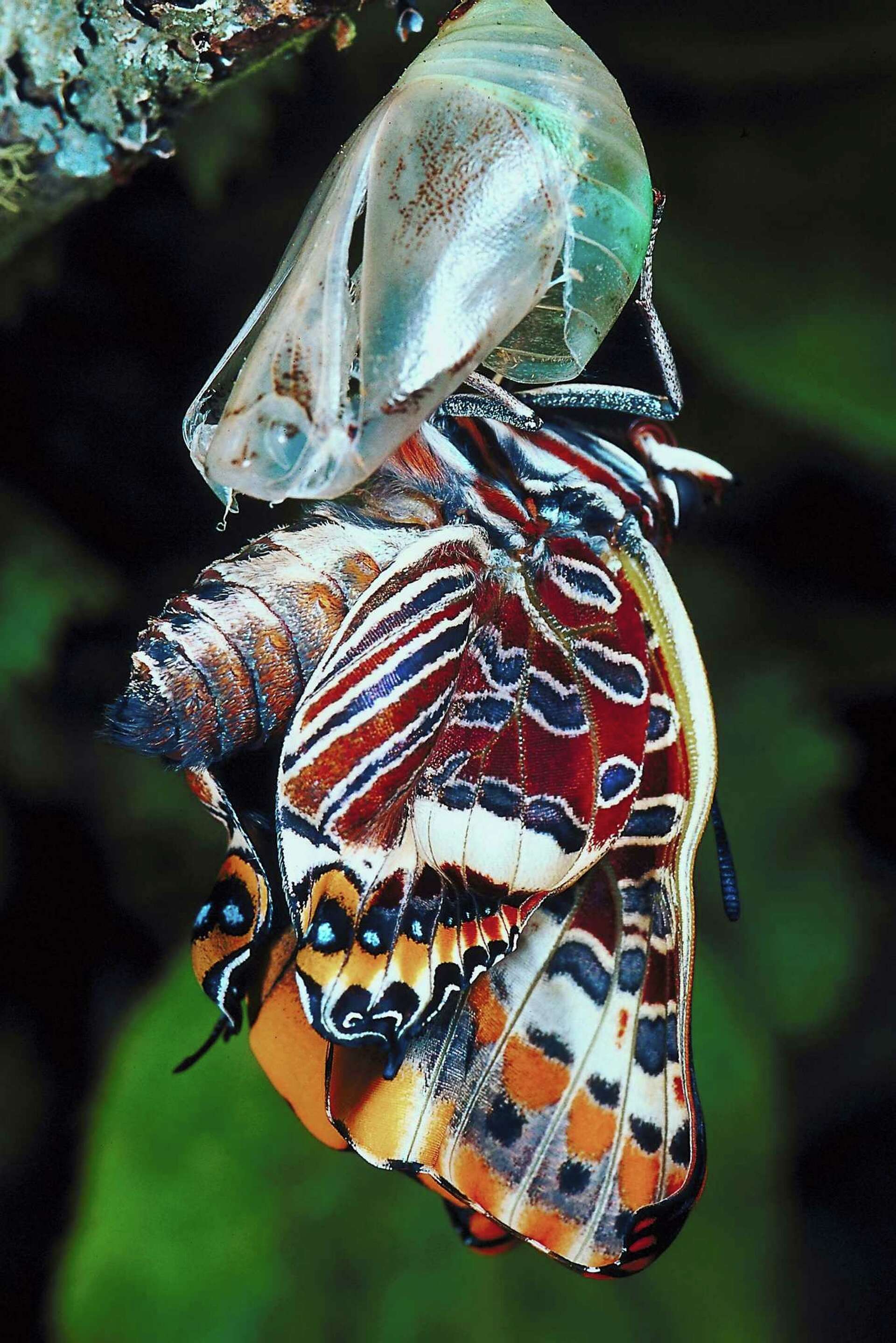 How to Re-Hang a Cocoon