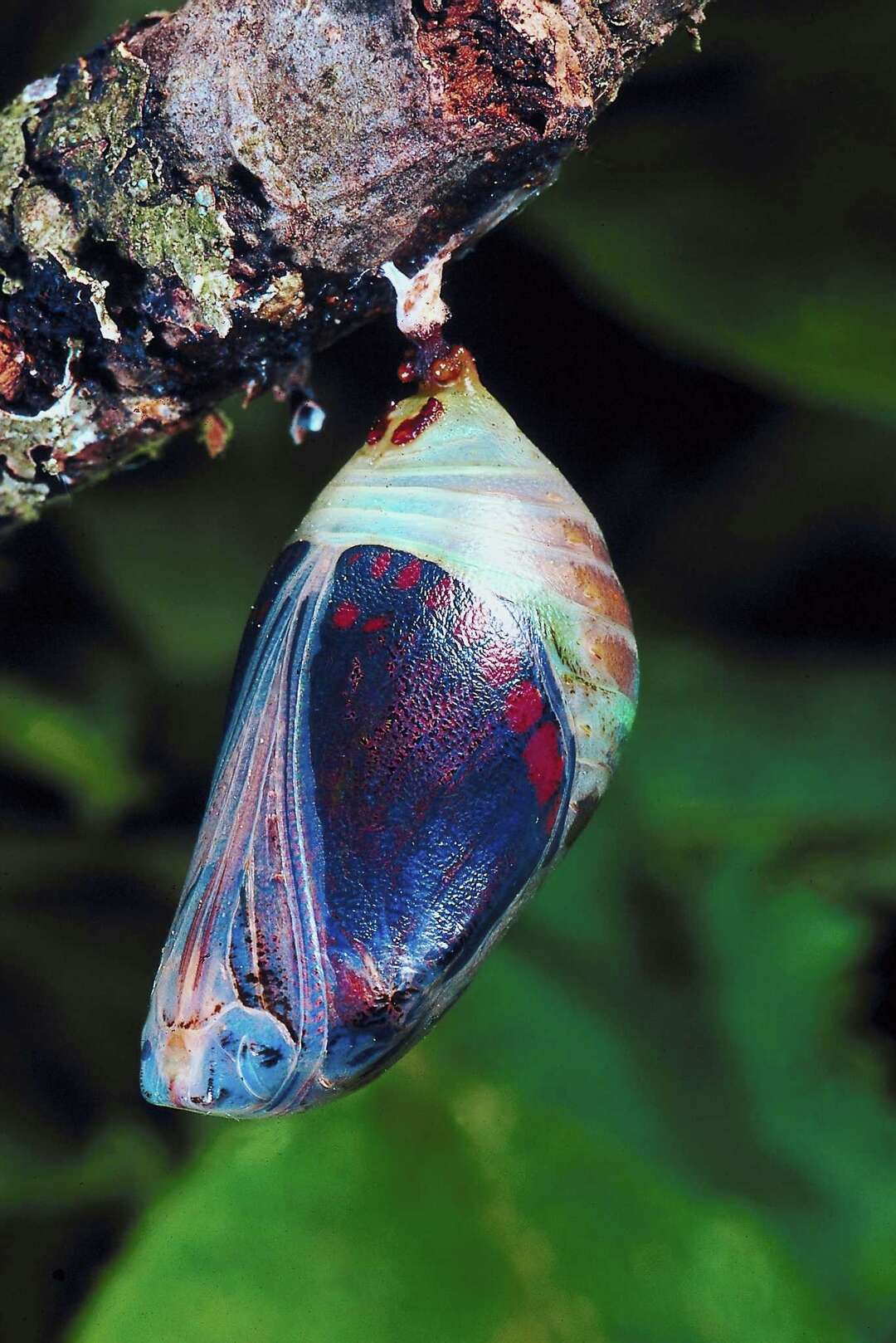 How to Re-Hang a Cocoon