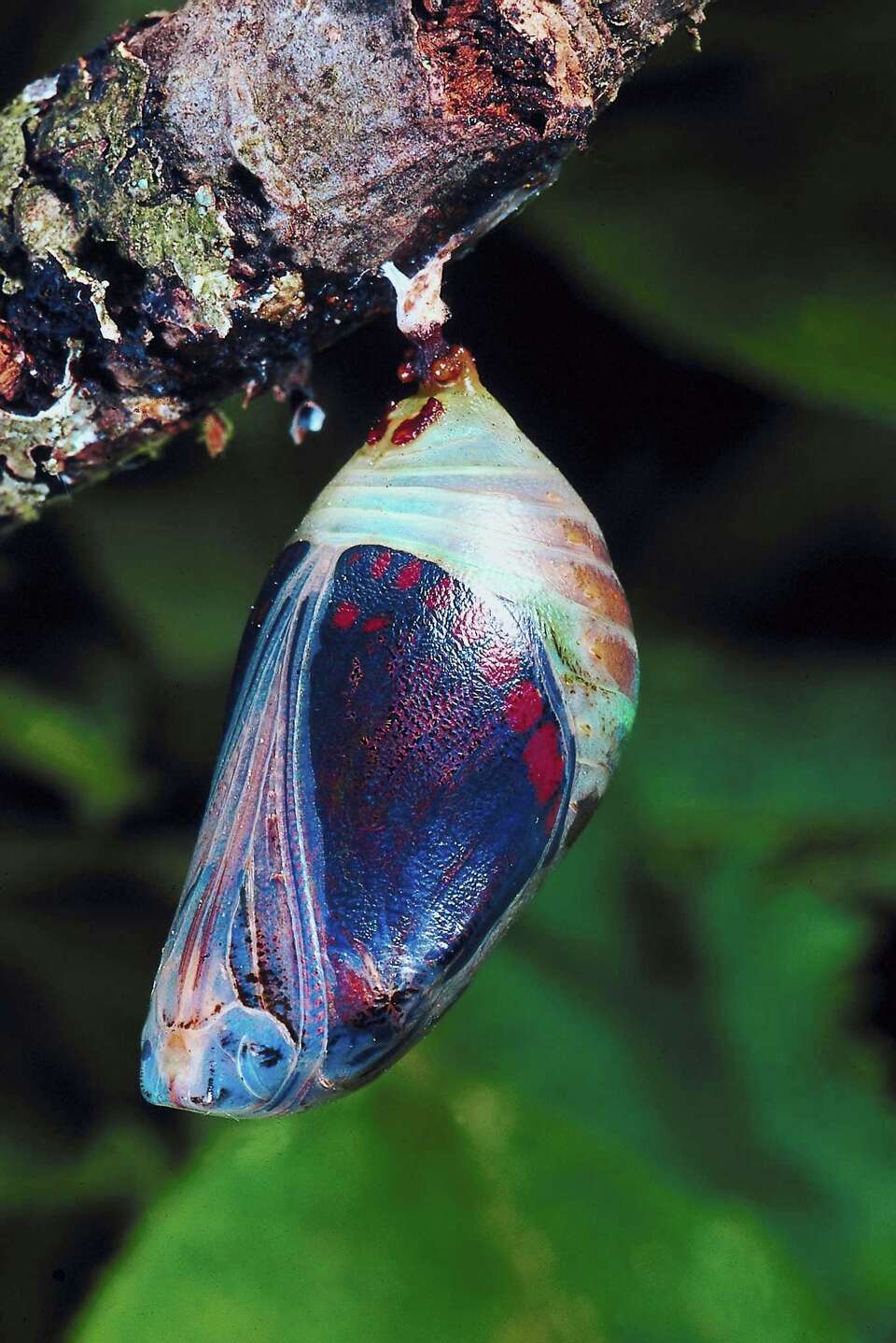 How to Re-Hang a Cocoon