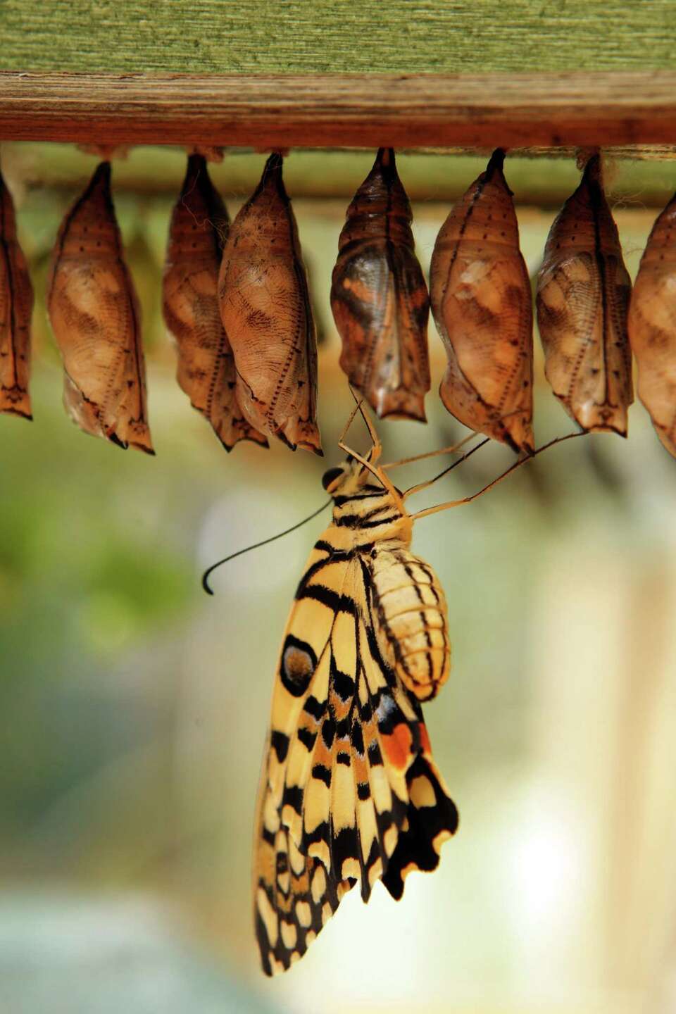 How to Re-Hang a Cocoon
