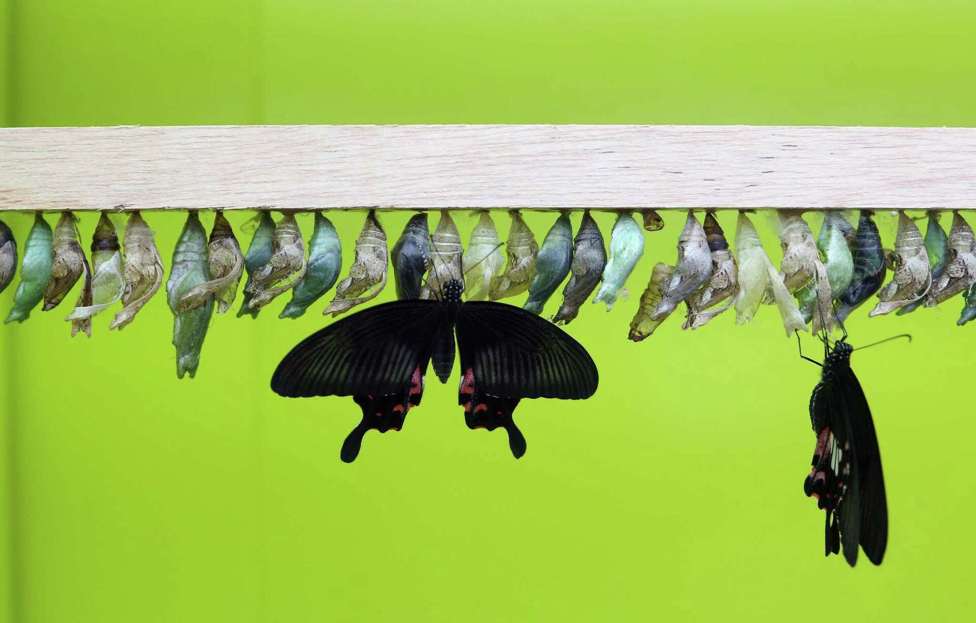 How to Re-Hang a Cocoon