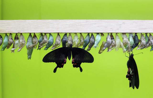 How to Re-Hang a Cocoon