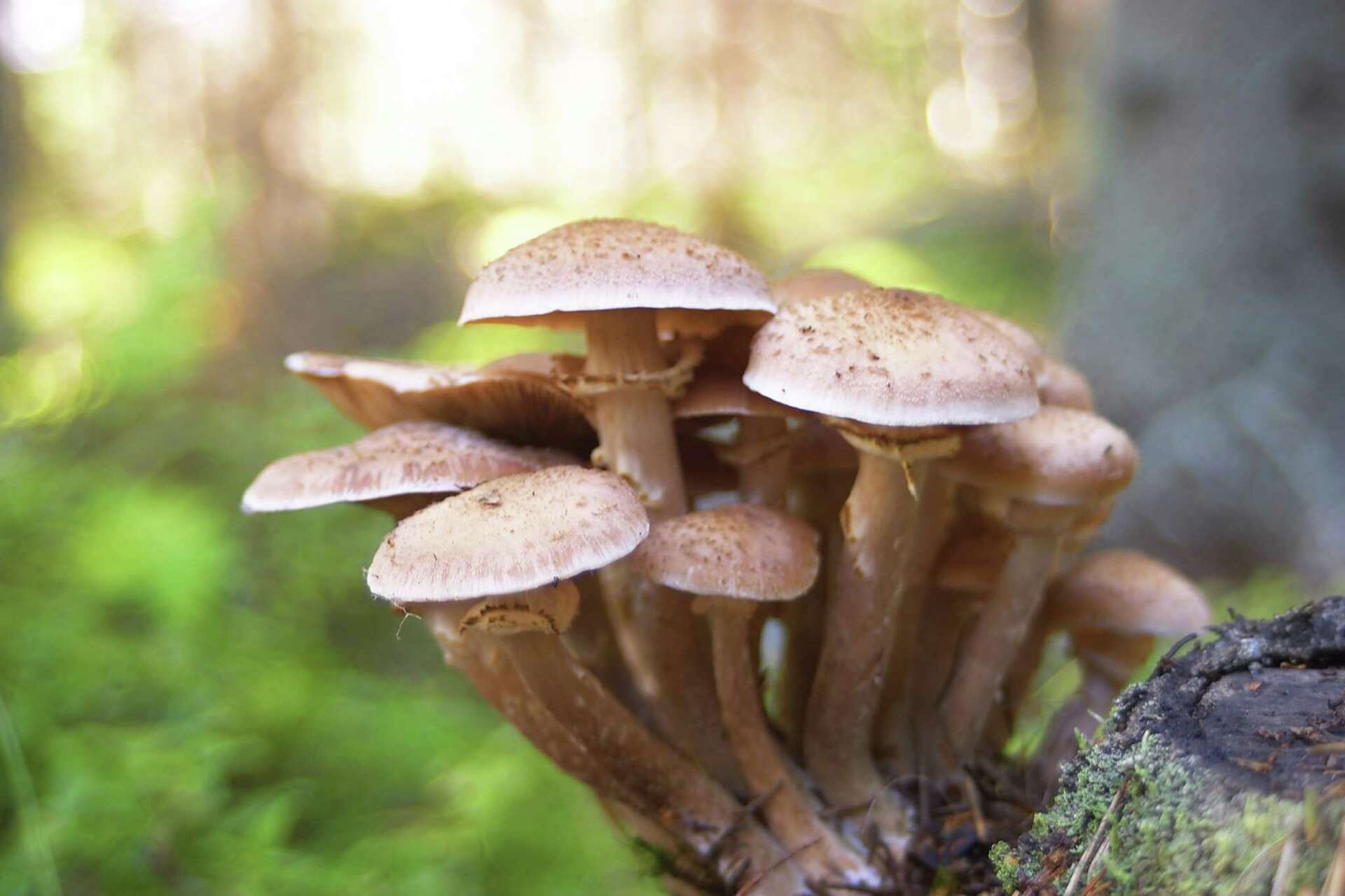 The Relationship Between Mycorrhiza & Trees