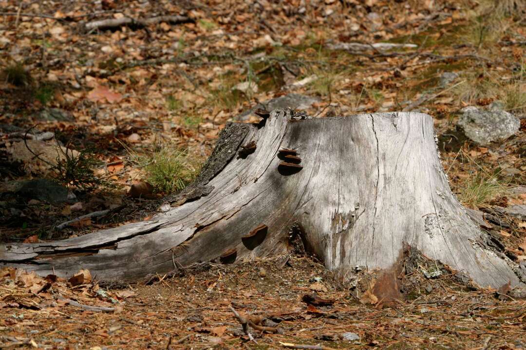 How to Rot Tree Stumps