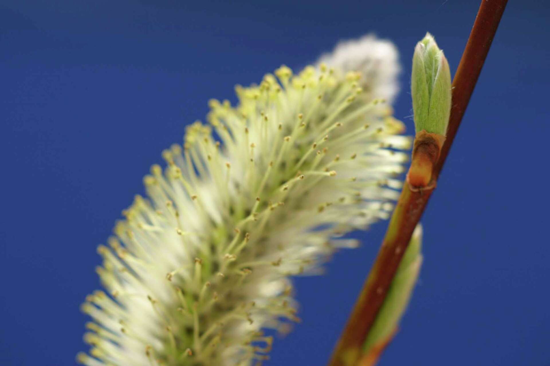 When Do Willows Bloom?