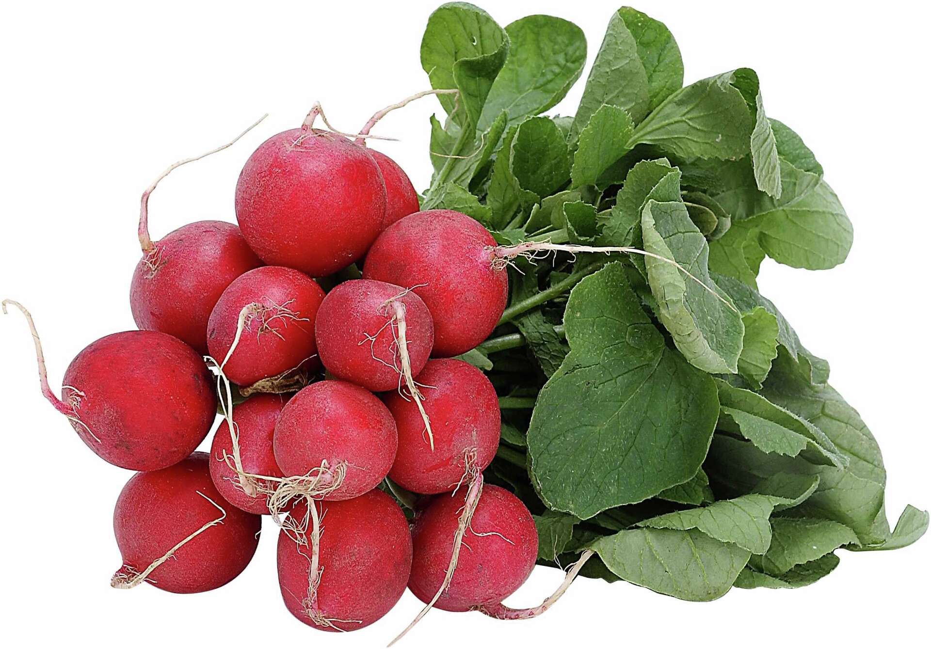 Information on Growing Champion Radishes