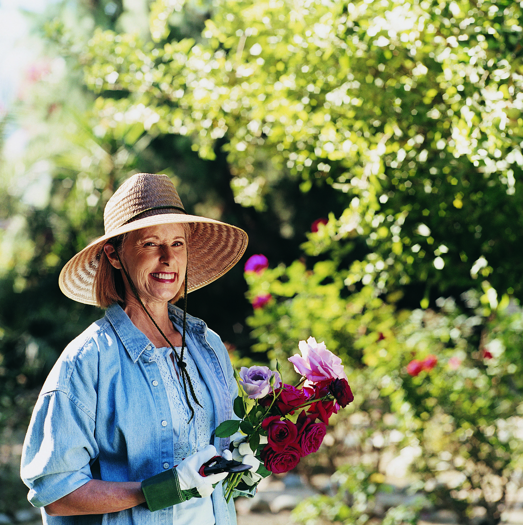 Information About Hedge Roses