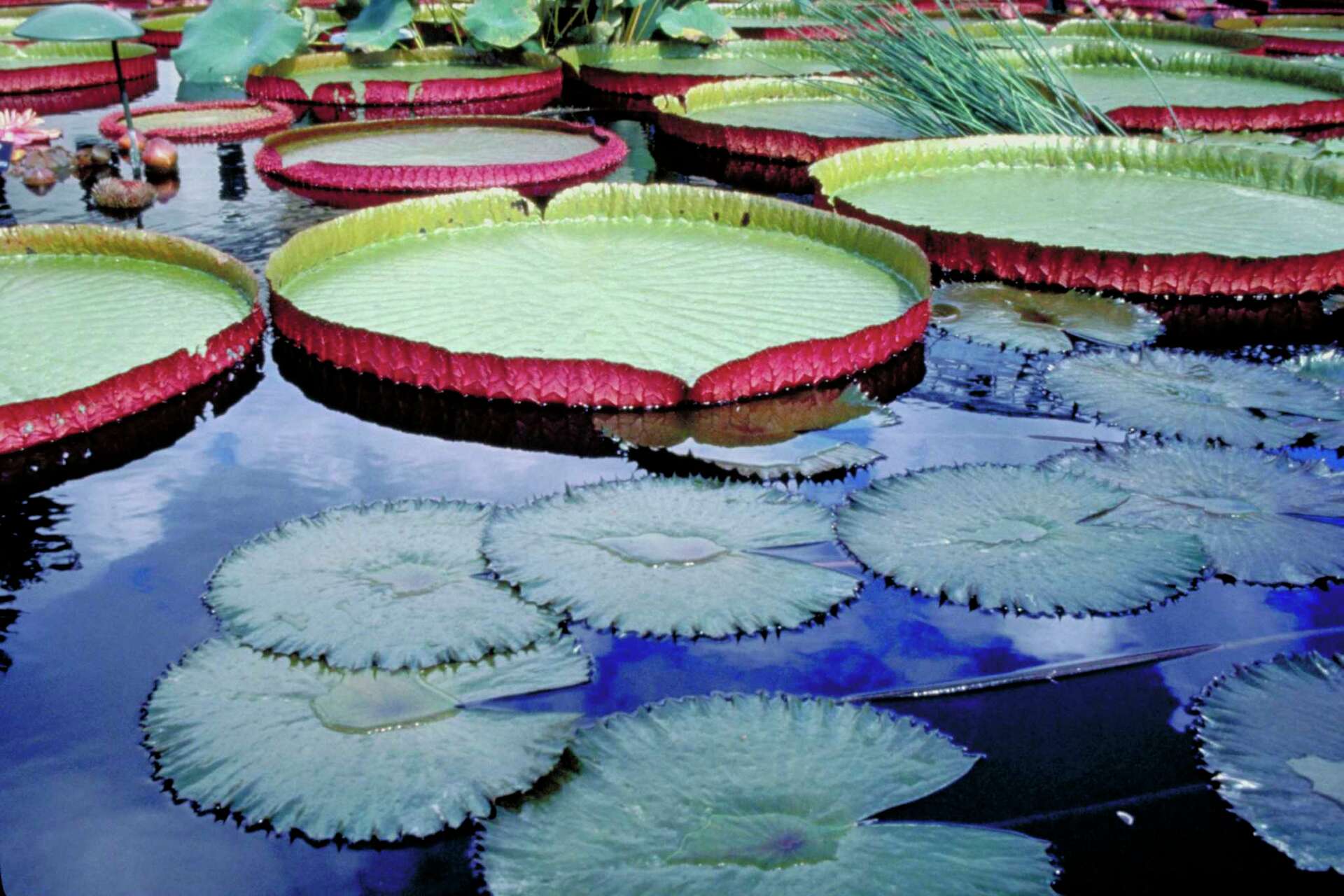 Information on Lily Pads