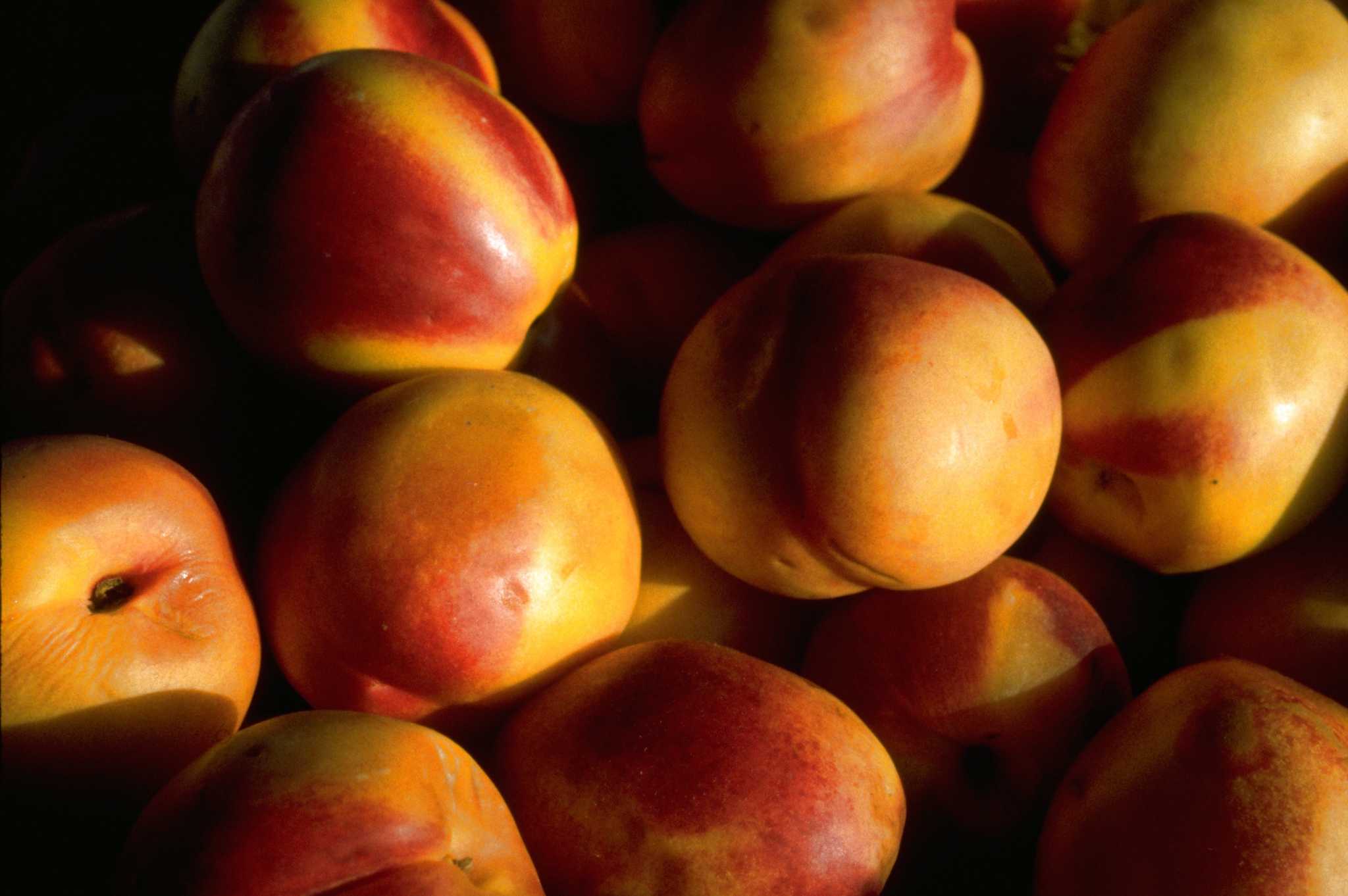 Information on a Nectarine Tree