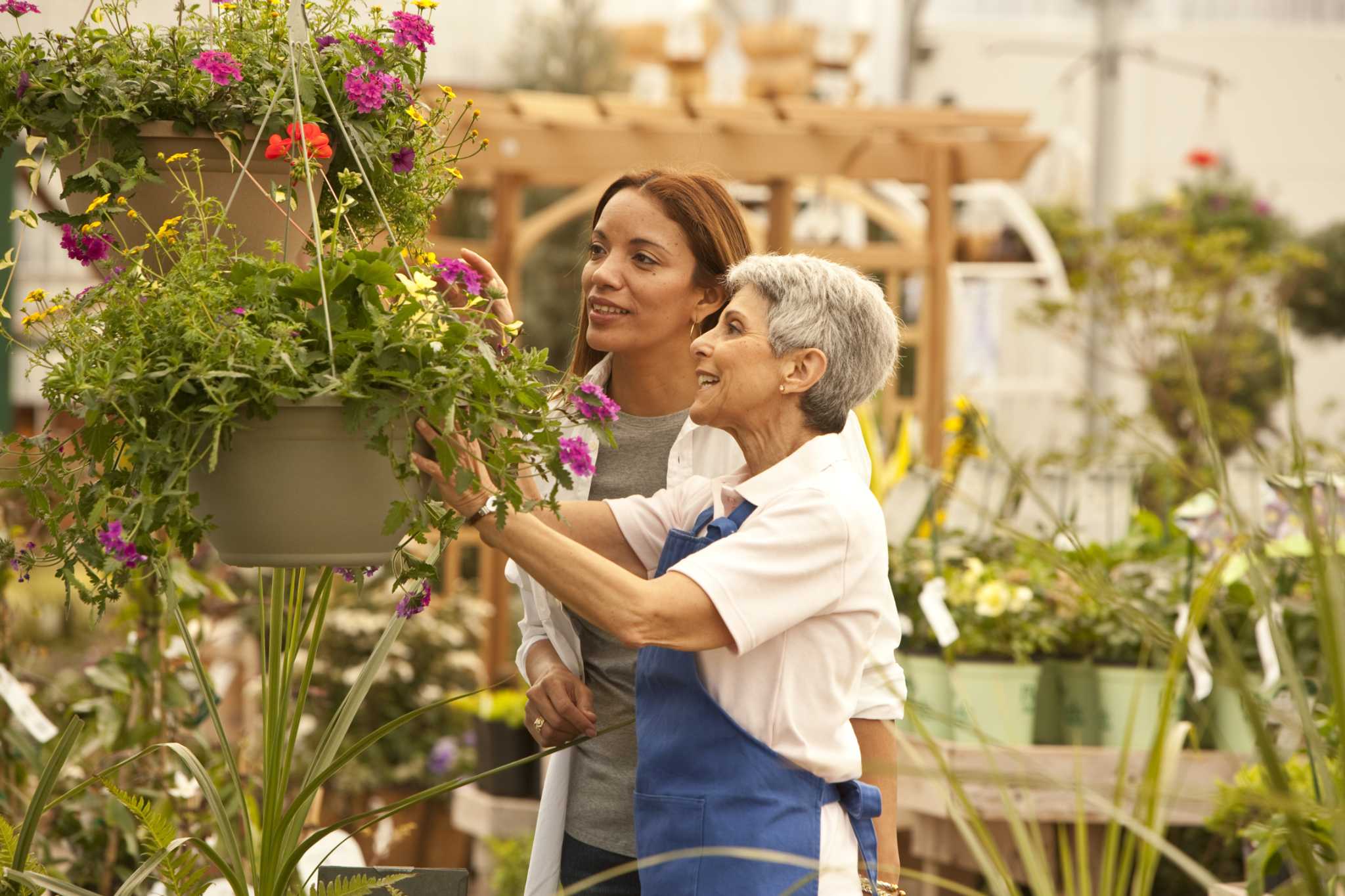 Information About Touch of Class Roses