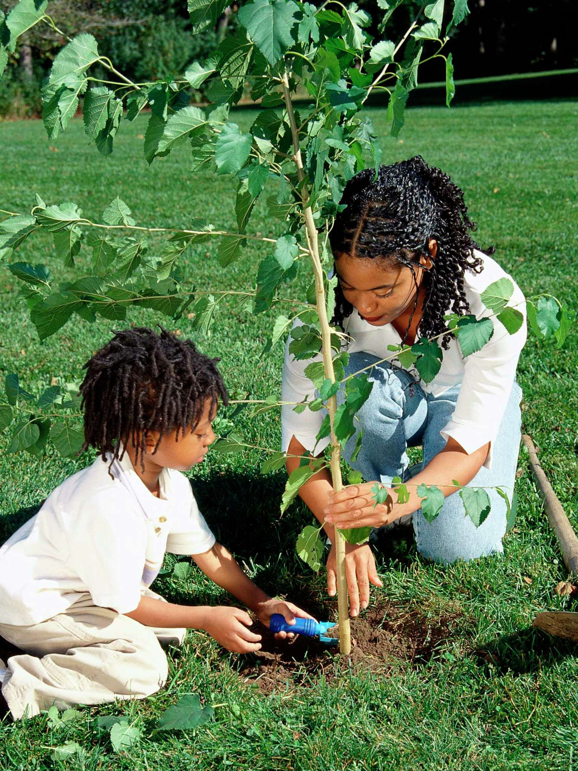 How to Plant Trees With Burlap Root Balls