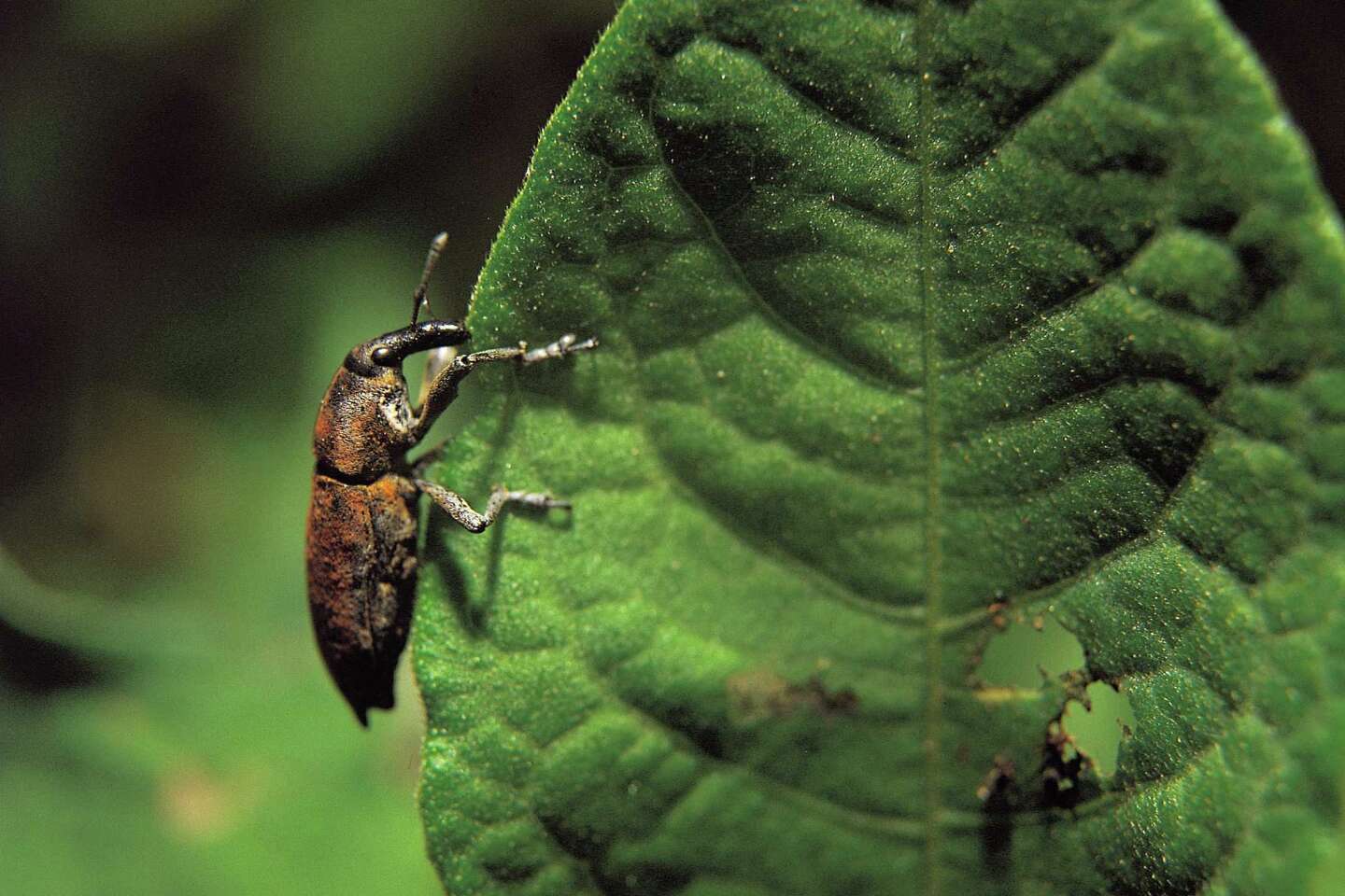 Weevil Control on Vegetables