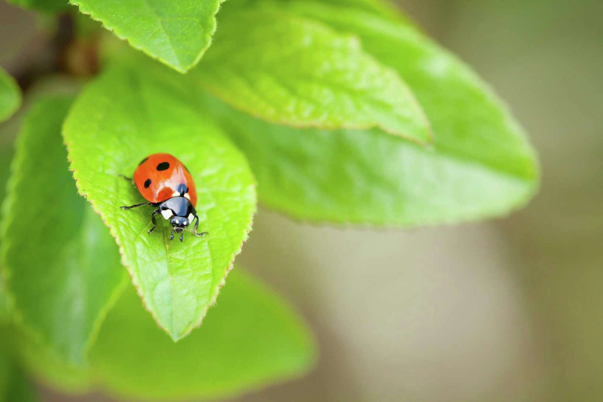 What Insects Will Borax Chase Away or Kill?