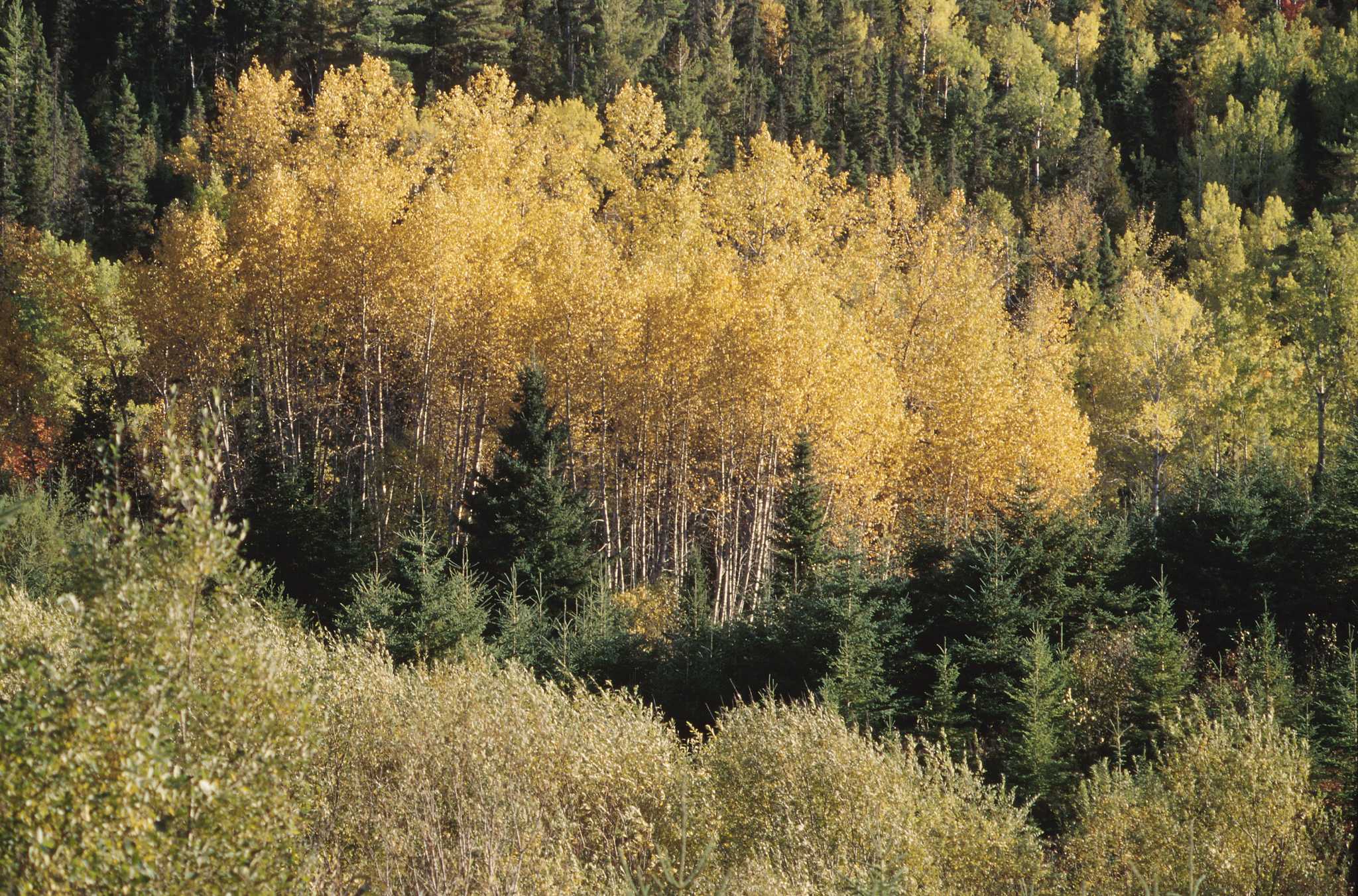 Insects on Quaking Aspens